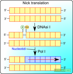 DNA Polimerasi I - Funzione